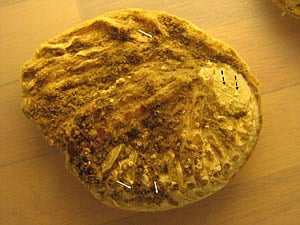 Minimising polychaete infestation of abalone