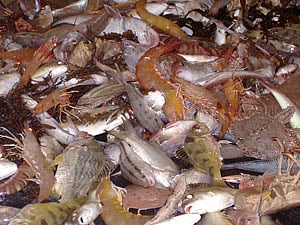 Scientists offer new take on selective fishing