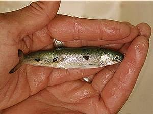 Sea lice from salmon farms infect Fraser River sockeye