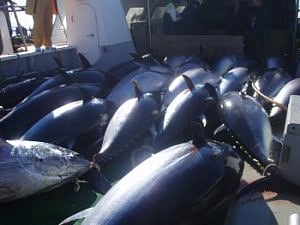 EU: Commissioner Damanaki wants Libyan fishery suspended