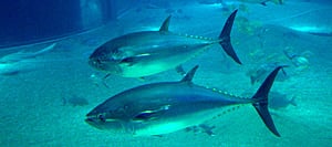 More than 50,000 bluefin tuna born in the Balearic Islands