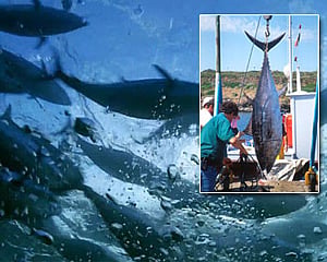 New ICCAT tuna quotas draw criticism