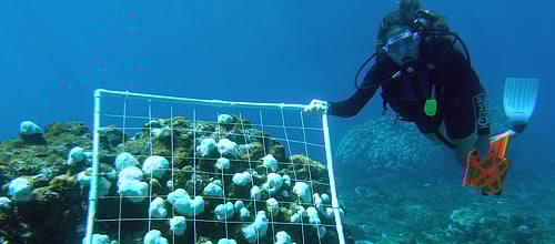 Heat stress crippled Caribbean reefs