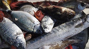 Shift in fish stocks as Atlantic waters warm