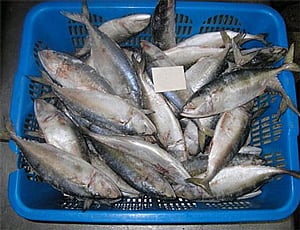 EU bans Pakistani seafood exports