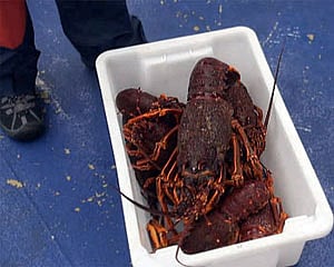 Australia: Rock lobster fishers challenge plan to cut catches