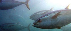 Increased cuts for southern bluefin tuna