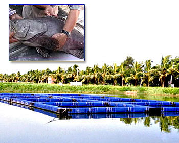 Taiwan aquaculture back on track
