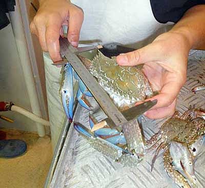 Australian research underway on blue swimmer crabs