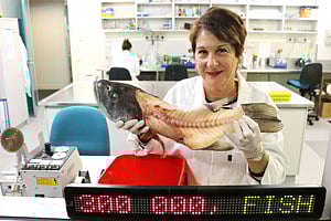 Thousands of skeletons examined to help fish sustainability