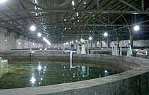 Akva to supply hatchery to Saudi Arabian prawn company