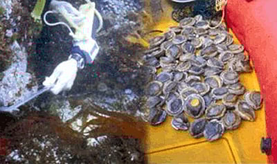 Australia: Abalone apprehension on Central Coast