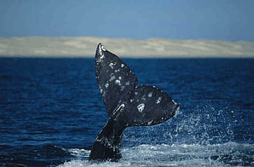 Marine life gets drowned out as oceans get noisier