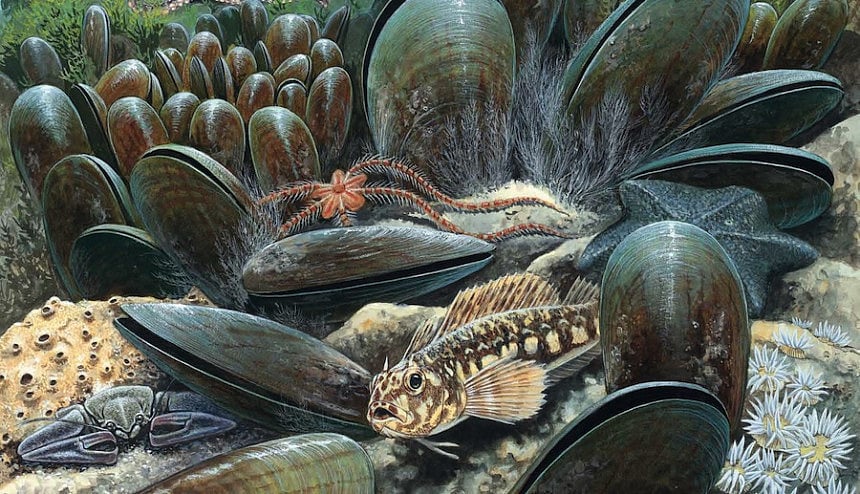 FEATURE | Mussel reef restoration project in the Hauraki Gulf, NZ