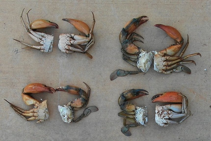 Magistrate issues significant fines and penalties in Derby mud crab case