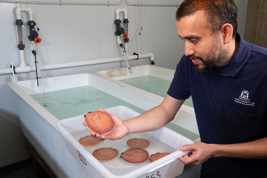 Hatchery scallops successfully deployed off Rottnest in stock ...