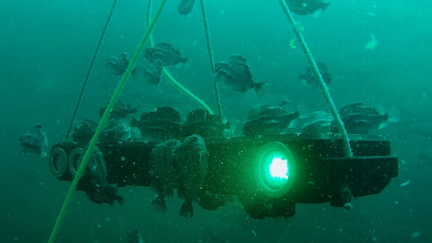 AI-powered fish monitoring technology to get US$4.1 million investment