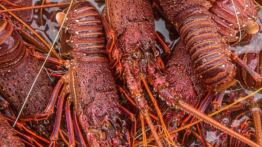 WA’s Western Rock Lobster Council opens online ordering platform
