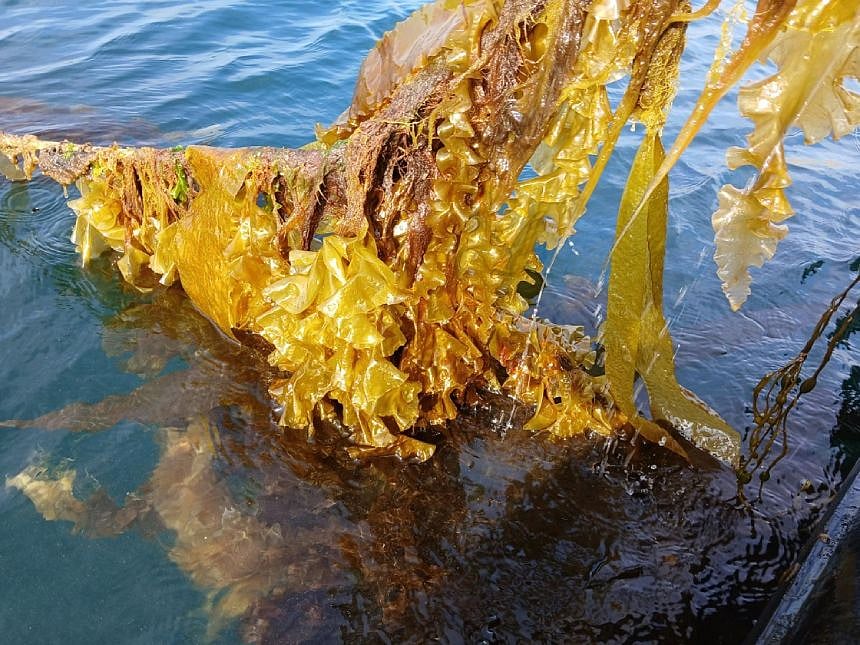 Scottish Sea Farms joins kelp farming project