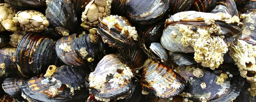 UK researchers deploy mussell cages in pilot project to reduce marine ...