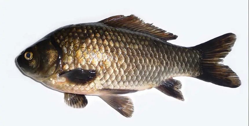 UK National Fisheries Laboratory proposes technology for helping ...