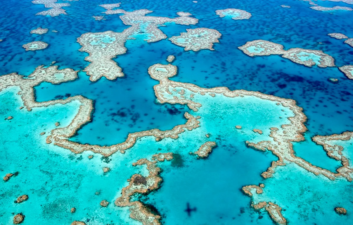 Australian scientists develop heat-resistant coral Australian scientists develop heat-resistant coral