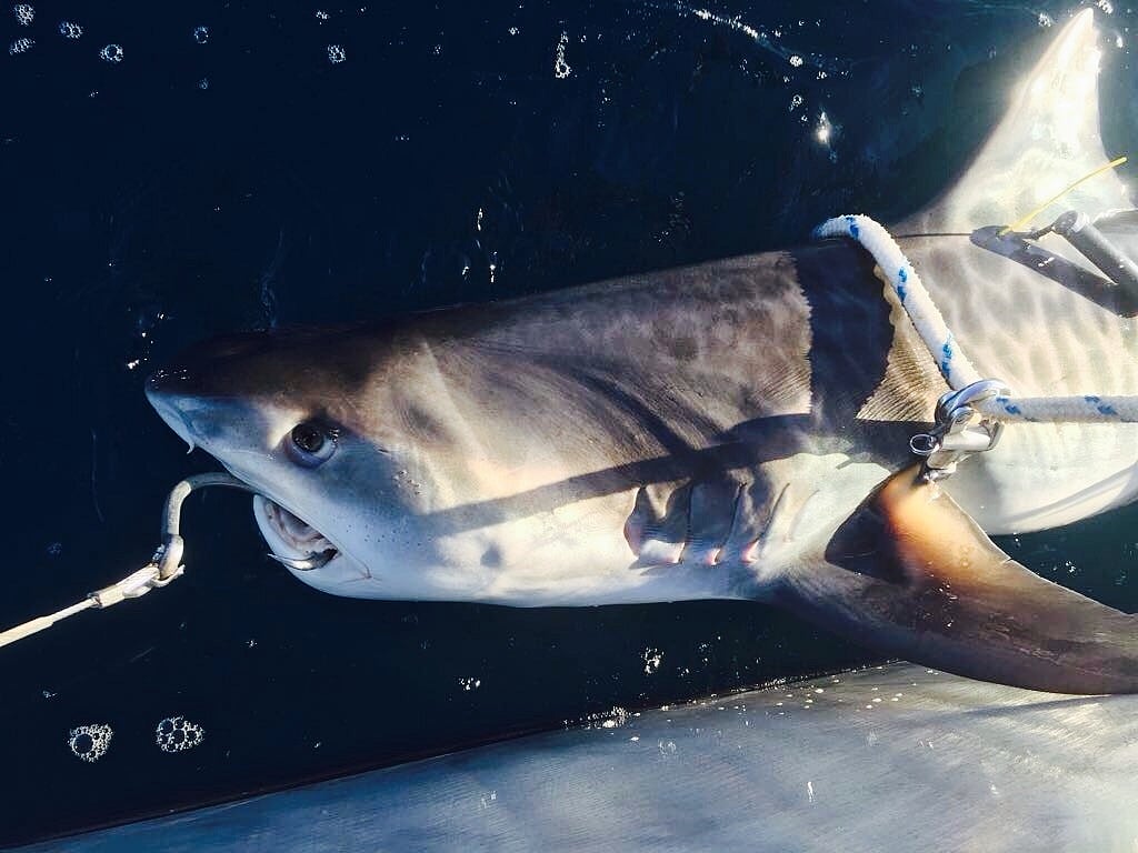 Anti-shark “smart” drumline trials conclude in Australia