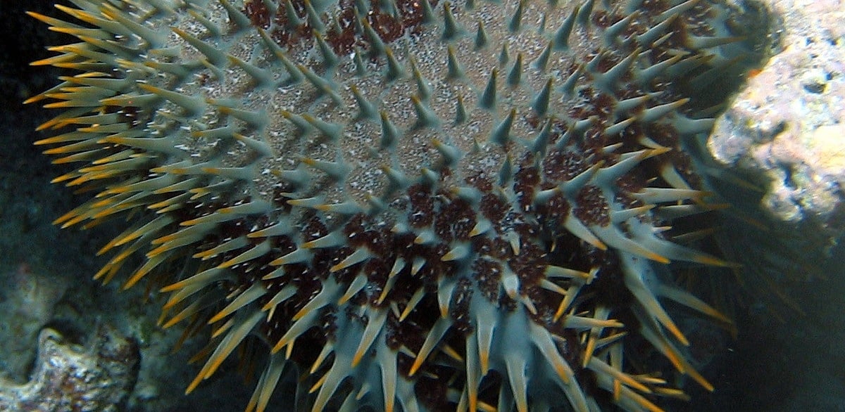 Starfish-fighting fleet on the horizon