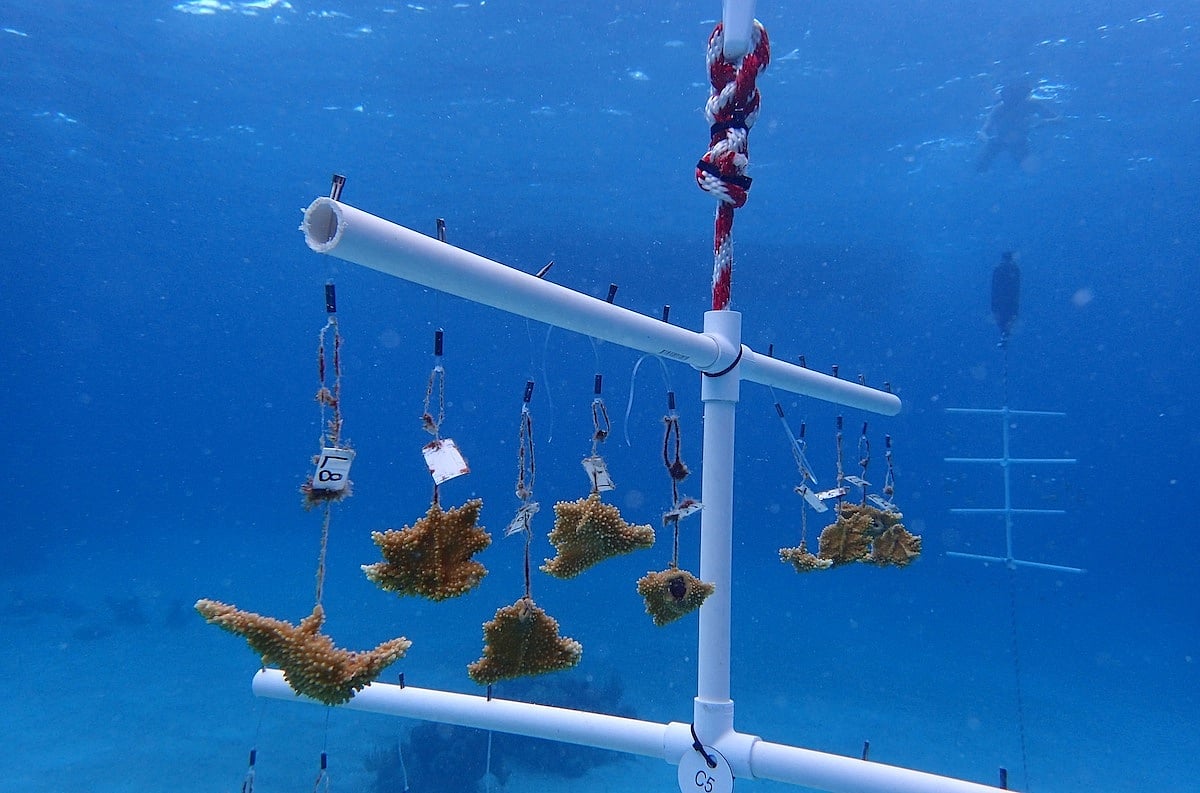 Van-Oord-developed “coral engine” delivered in the Bahamas