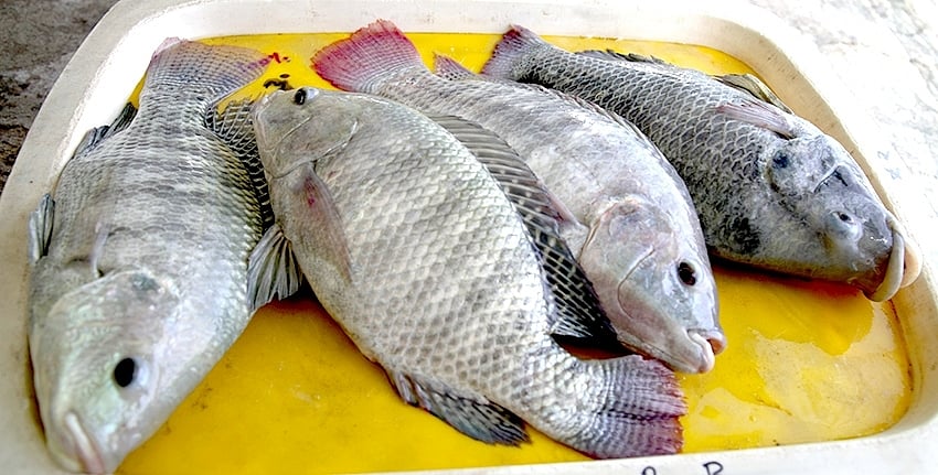 Scientists increase fish density by 300 per cent using reject brine