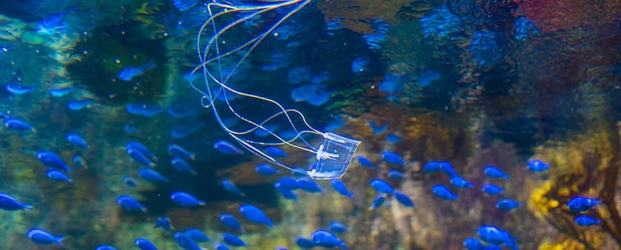 Self-propelled, eel-inspired robot tested