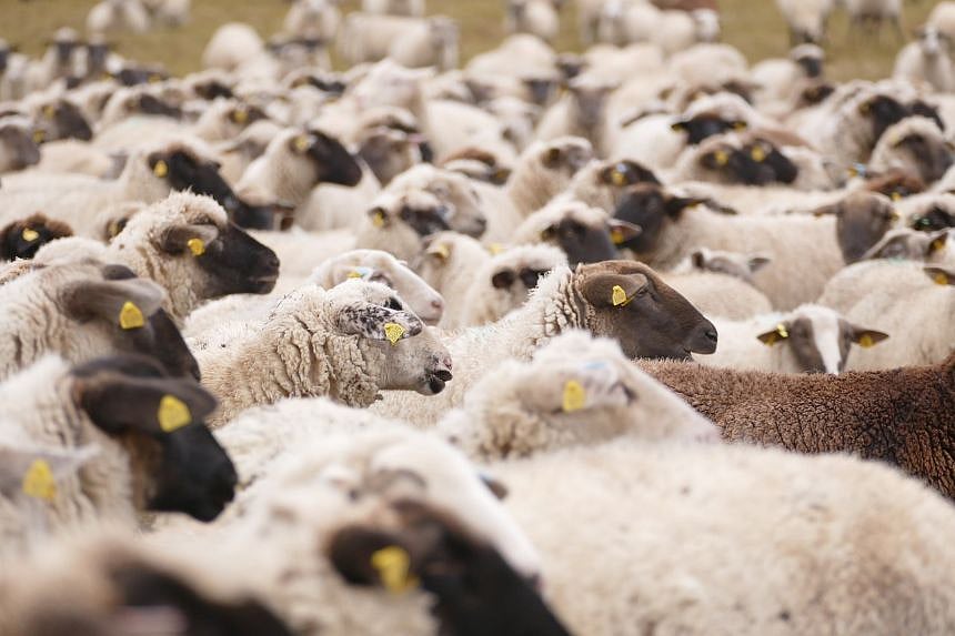 Australia to phase out live sheep exports by sea