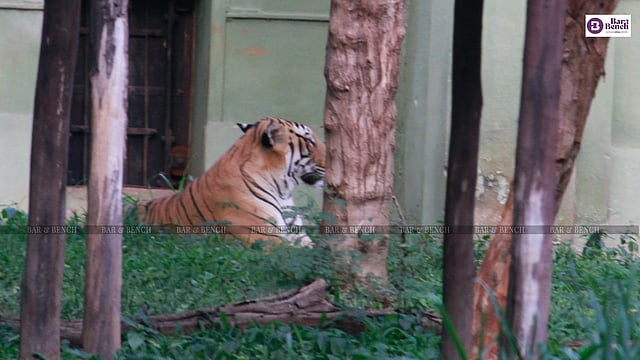 Supreme Court judges take weekend off for two-day trip to Ranthambore