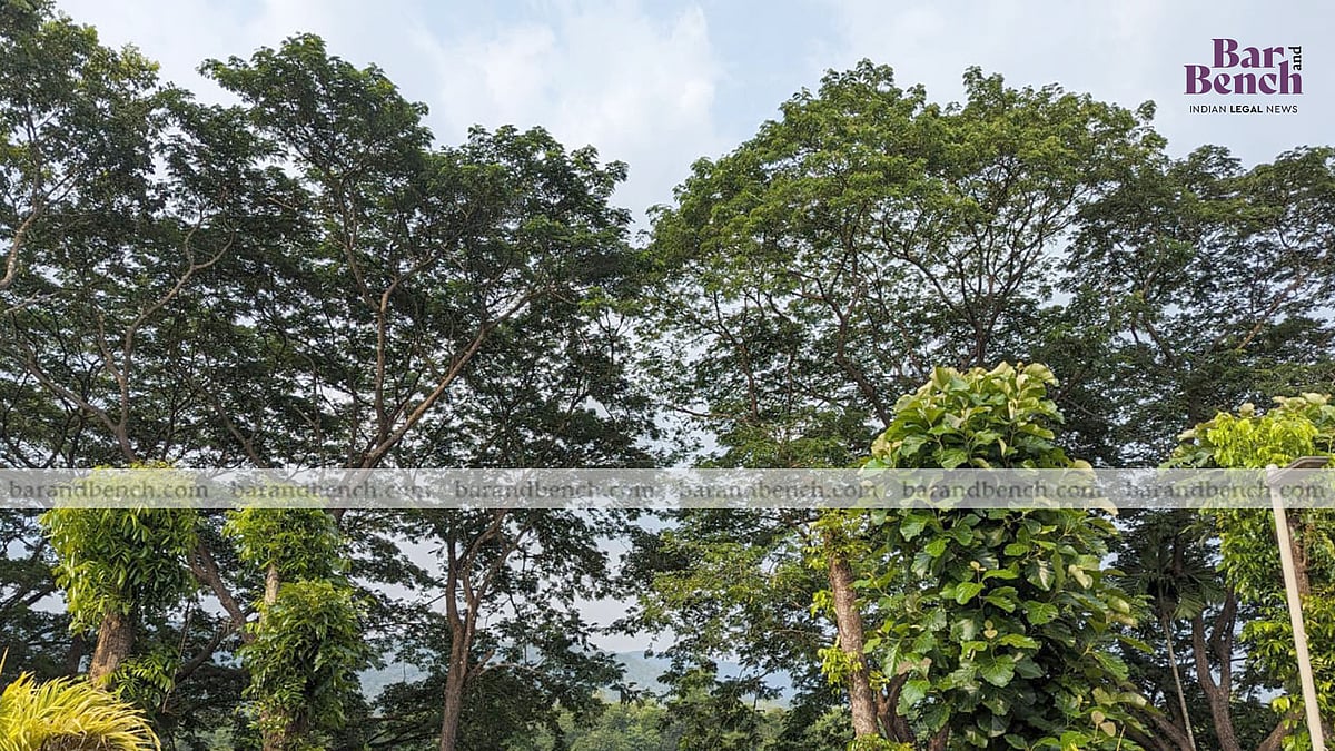 NGT orders tree census in MP after plea claims 700 trees cut for ...
