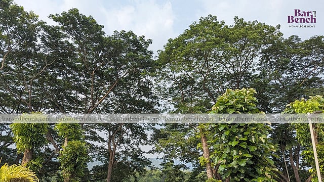 P&H High Court orders total prohibition on tree cutting in Punjab after ...