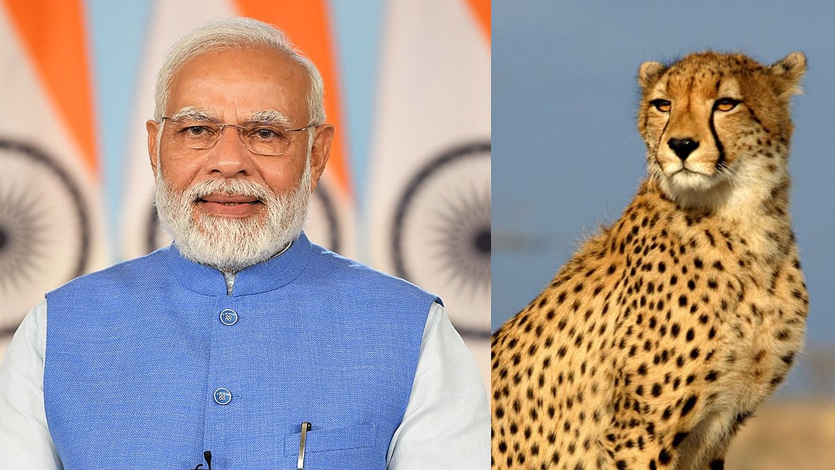 8 Cheetahs from Namibia arrive in Gwalior on Prime Minister Modi's ...