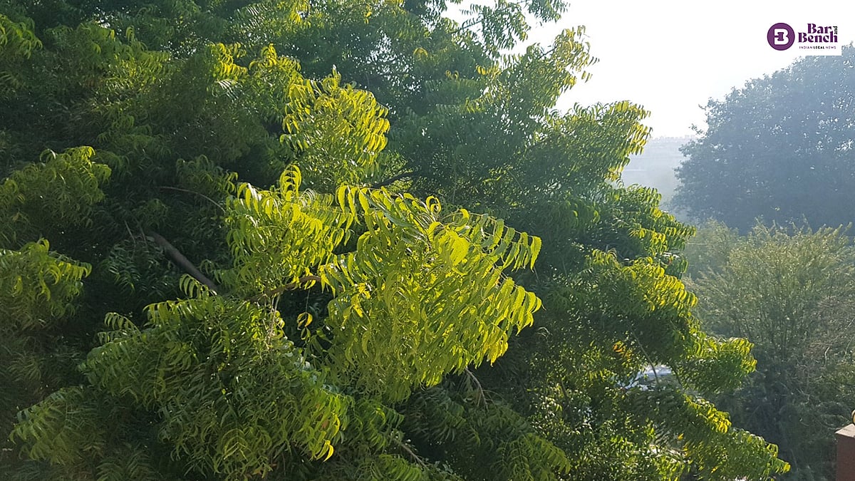 Plant ten trees, take care of them for a decade: Delhi High Court while ...