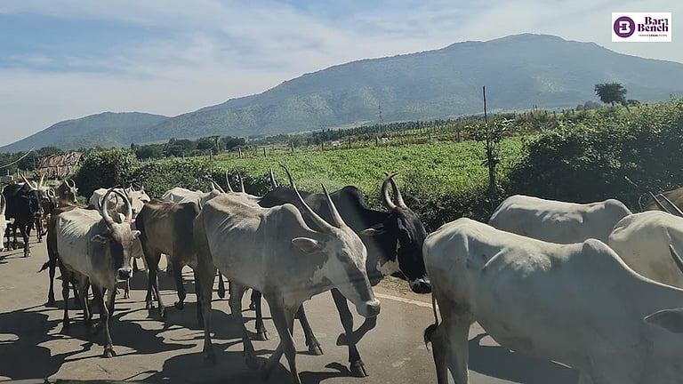 Cow smuggling hurts religious sentiments, threatens public order: Jammu ...