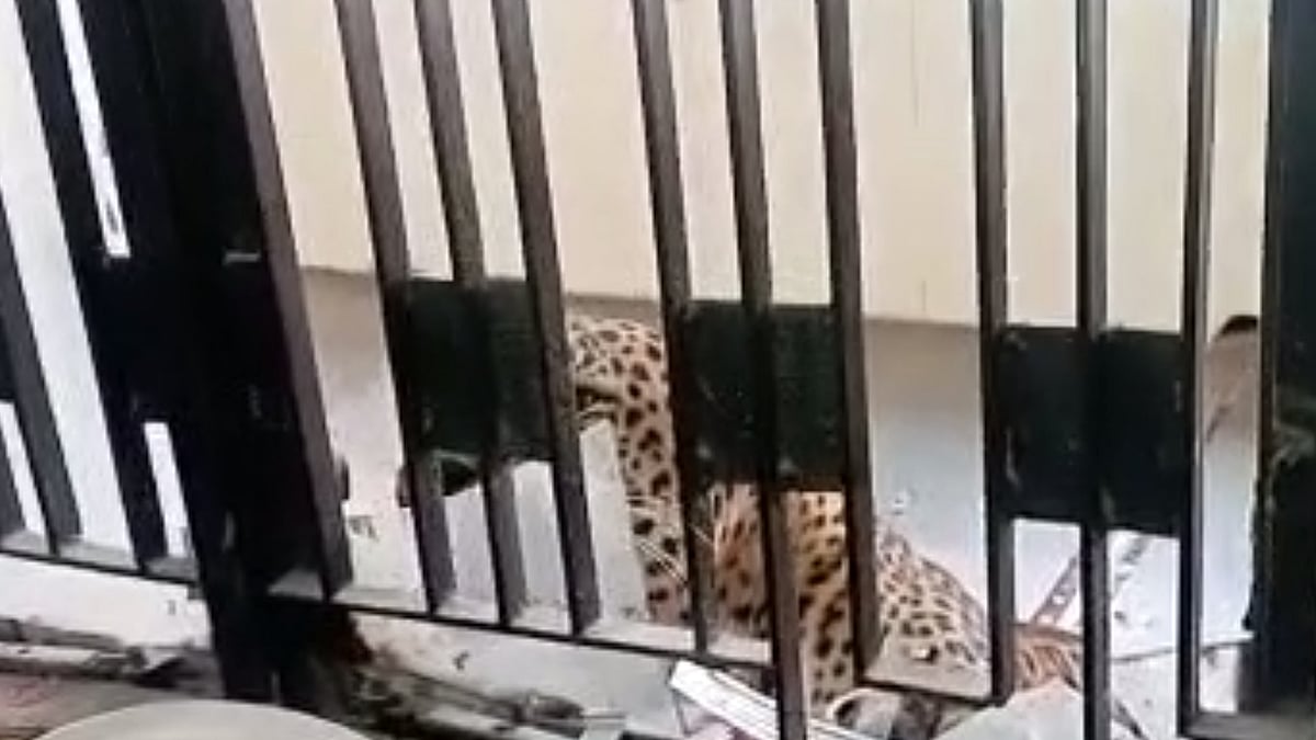 Leopard enters Ghaziabad court building, injures three