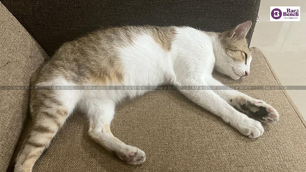 Karnataka High Court stays 'cat-napping' case against man accused of ...