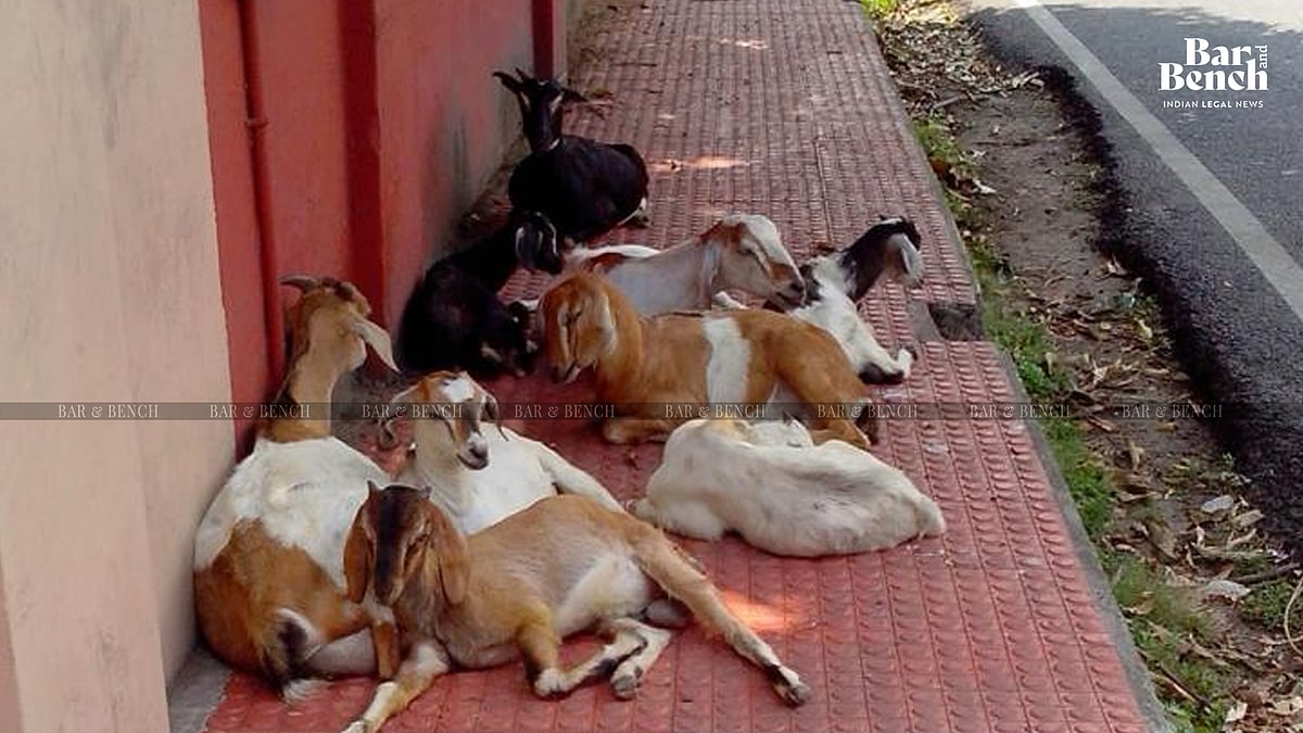 PIL before Calcutta High Court against proposed sacrifice of 10,000 ...