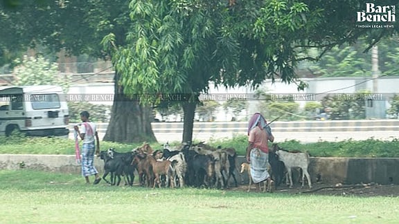 Calcutta High Court refuses to stay goat slaughter for Kali Puja but ...