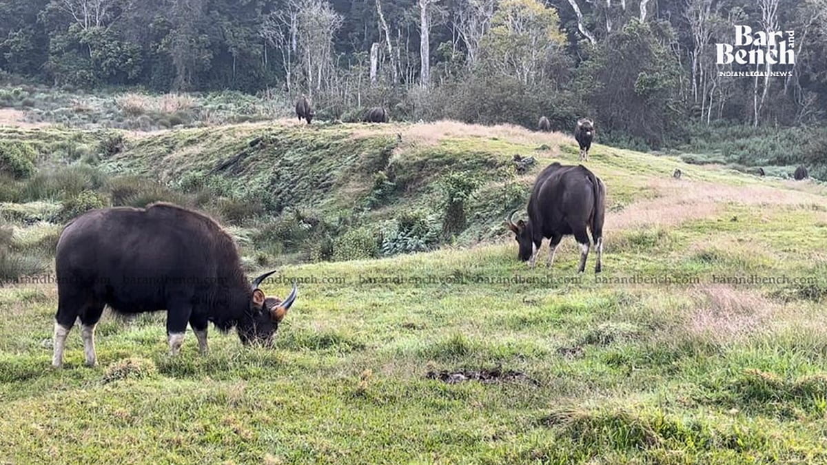 Wild animal attacks: Kerala MLA moves Supreme Court for plan to tackle ...