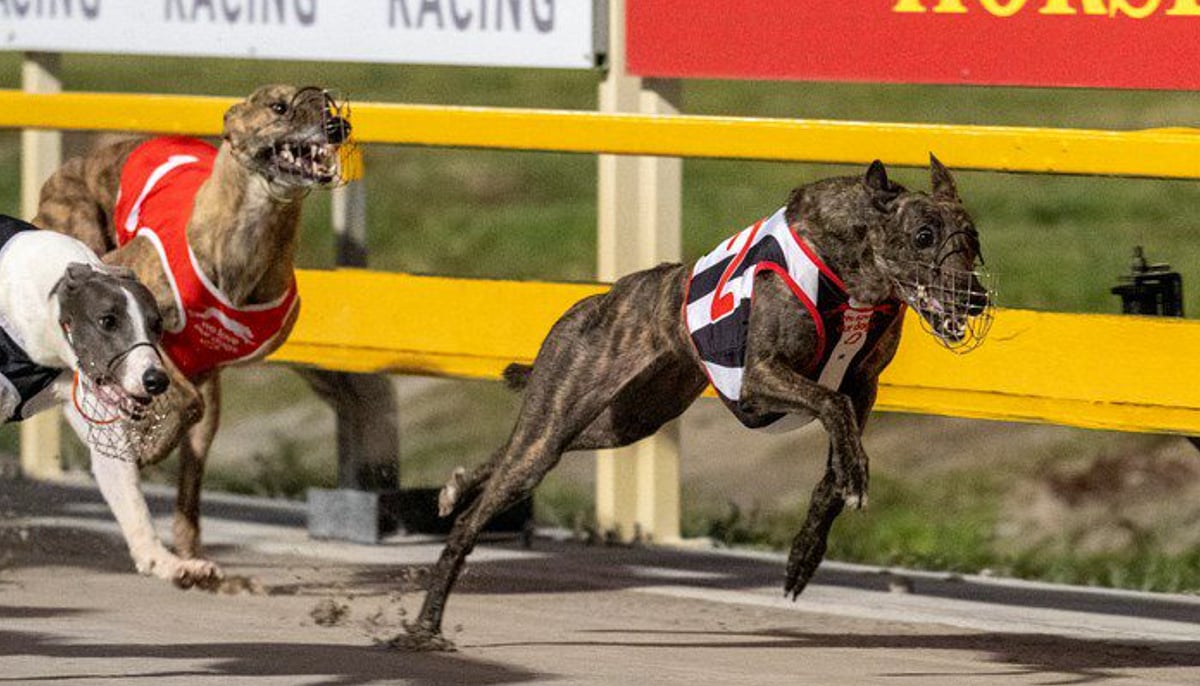 The Fastest Australian Greyhound