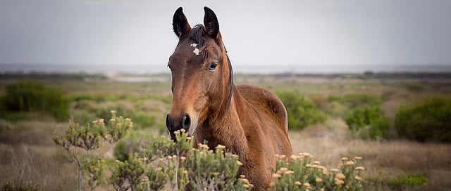 Ghosts of the Dunes: SA’s last wild horses of the Overberg