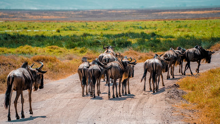 Antelope fossils uncover the diverse world of early human ancestors