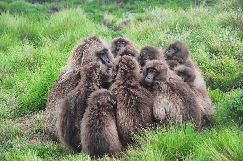 A “Parliament” of baboons? Nice story, except it’s rubbish
