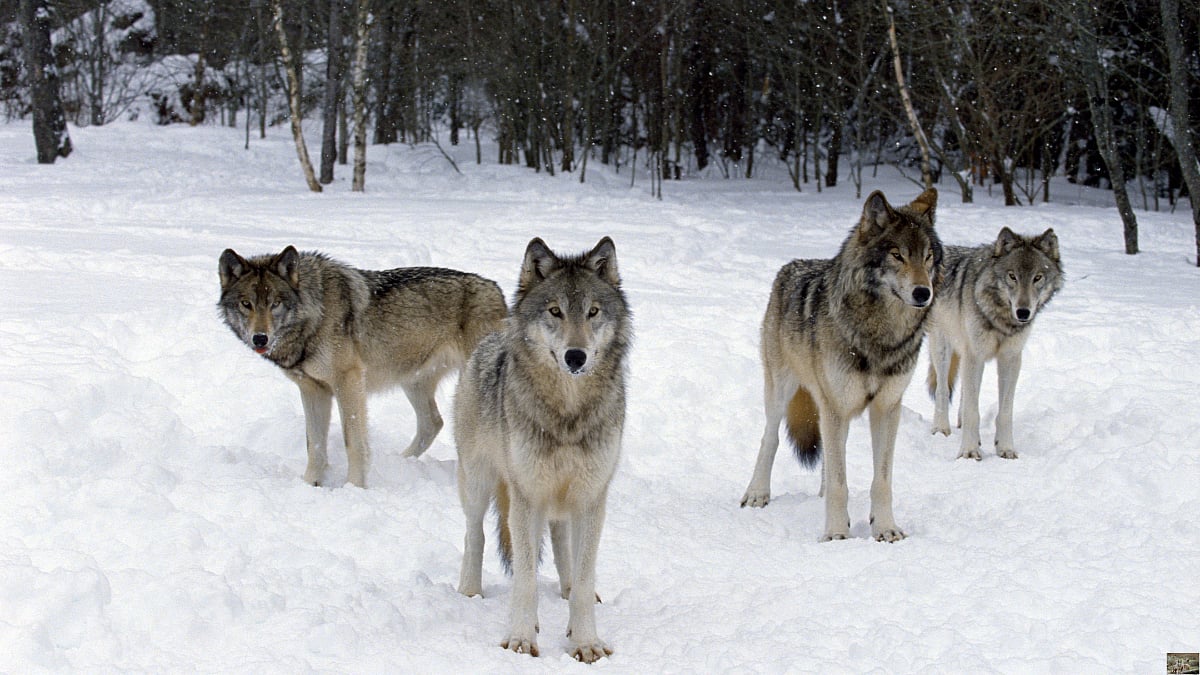 Rise of designer animals: Gene-edited 'Dire Wolves' spark debate - F.D Flam