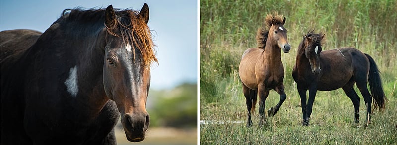 Ghosts of the Dunes: SA’s last wild horses of the Overberg