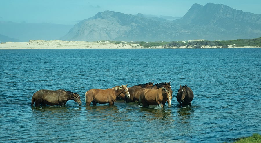 Ghosts of the Dunes: SA’s last wild horses of the Overberg